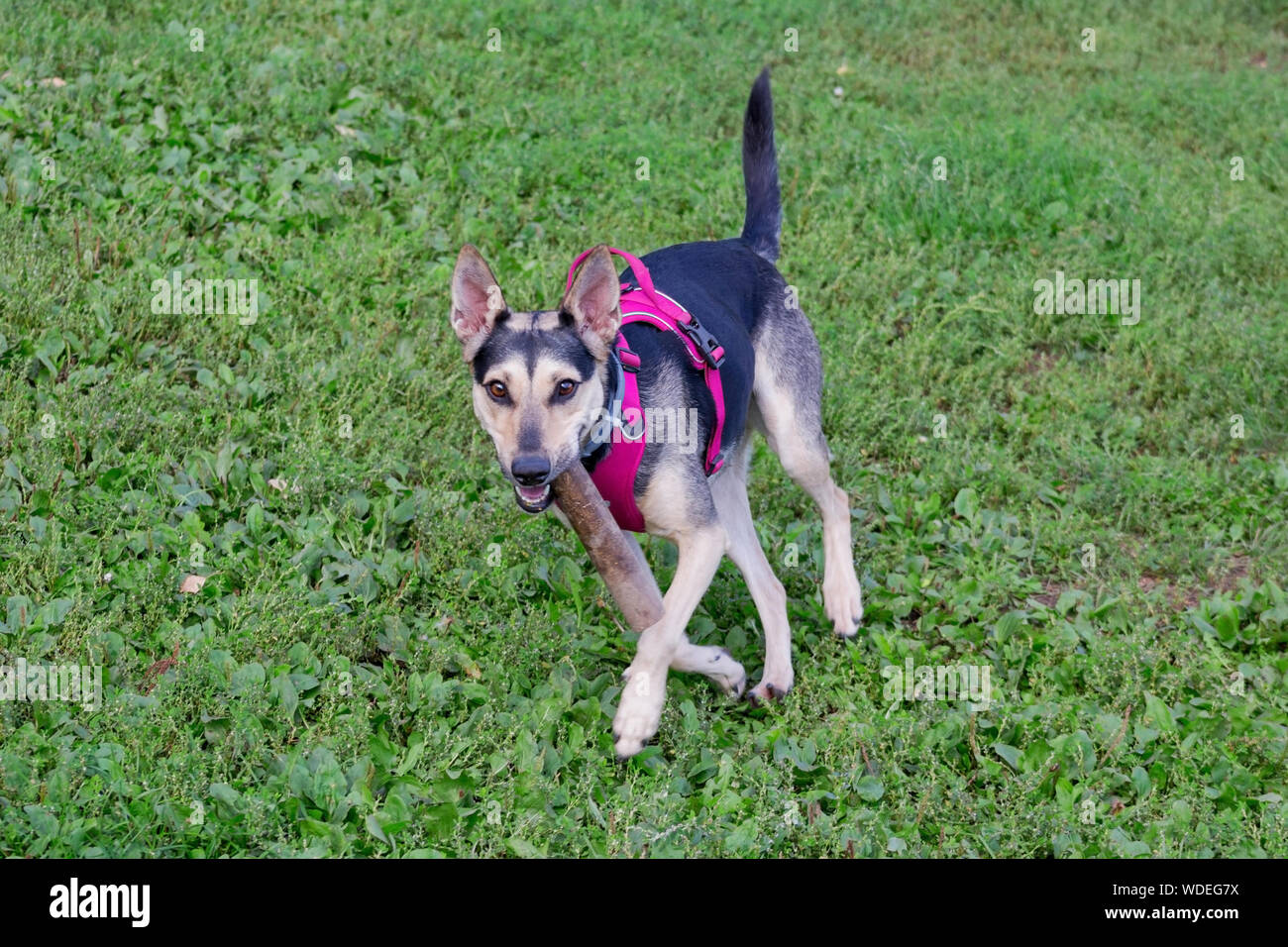 Black mongrel is running through a green meadow with dog stick. Pet ...