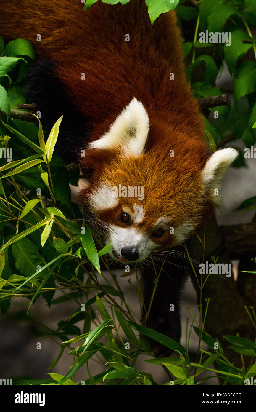 Panda Eye Close High Resolution Stock Photography and Images - Alamy