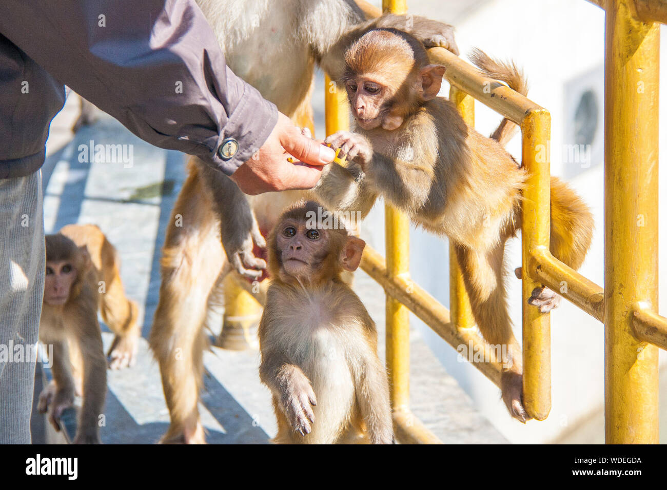 Monkey feeding man hi-res stock photography and images - Alamy