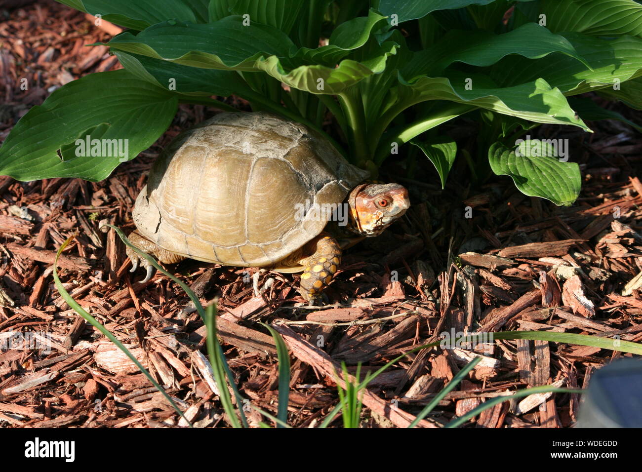 Turtle plant hi-res stock photography and images - Alamy