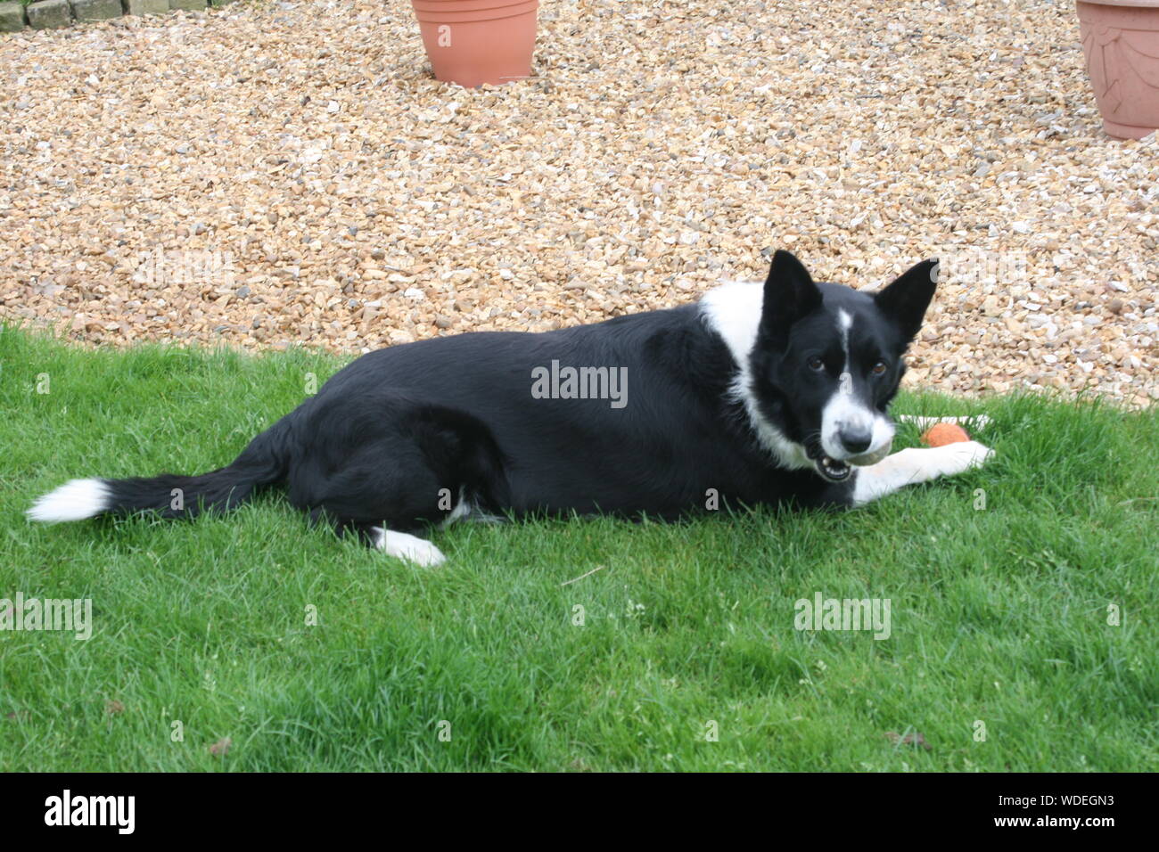 Seven year old male border collie named Bob Stock Photo - Alamy