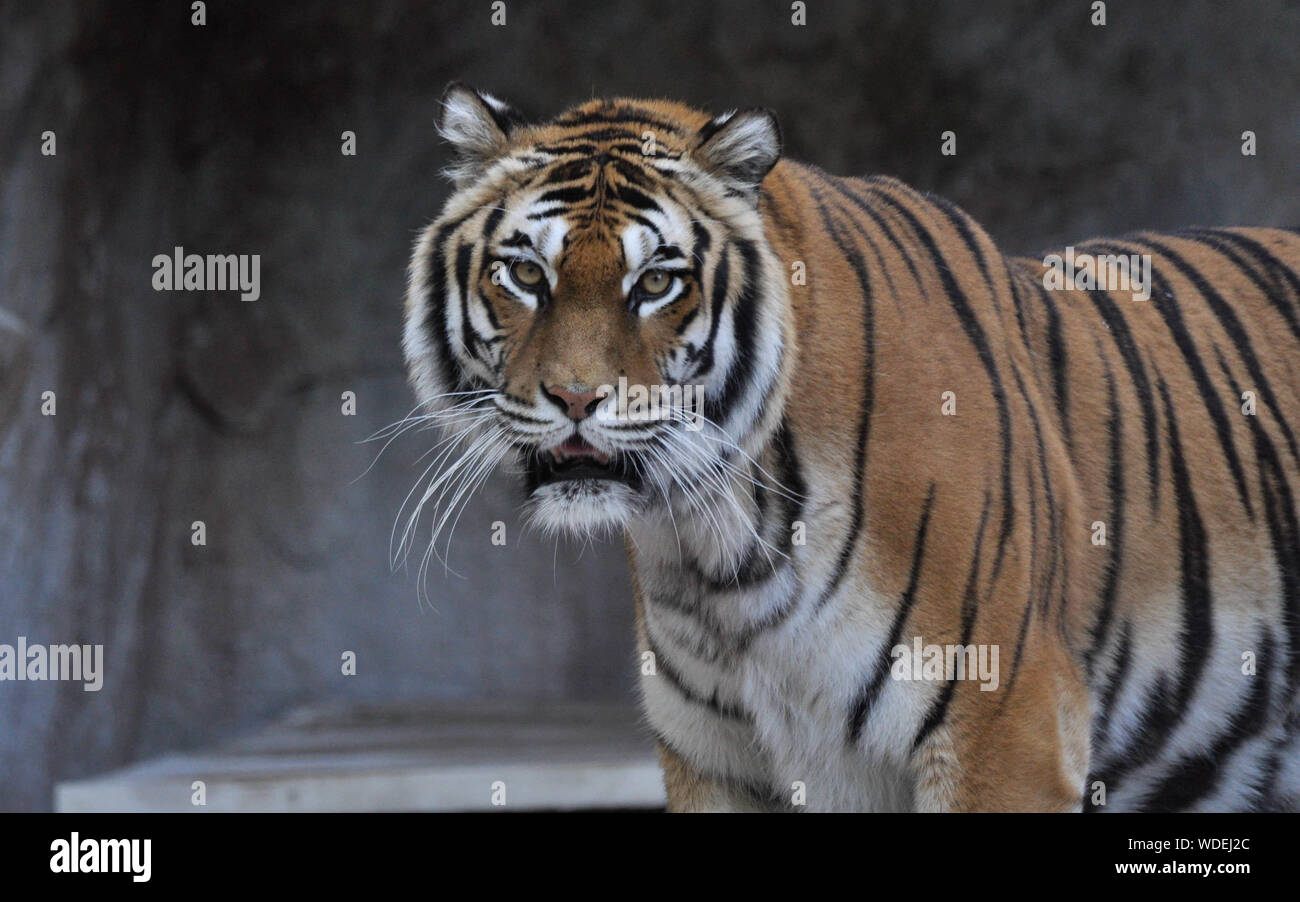Tiger wild standing hi-res stock photography and images - Alamy