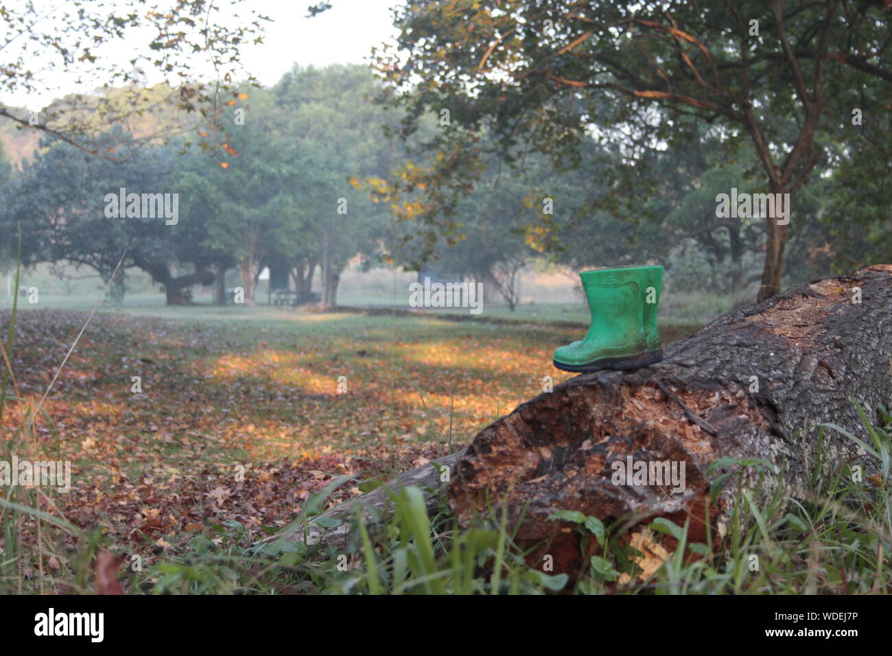 Boots tree hi-res stock photography and images - Alamy