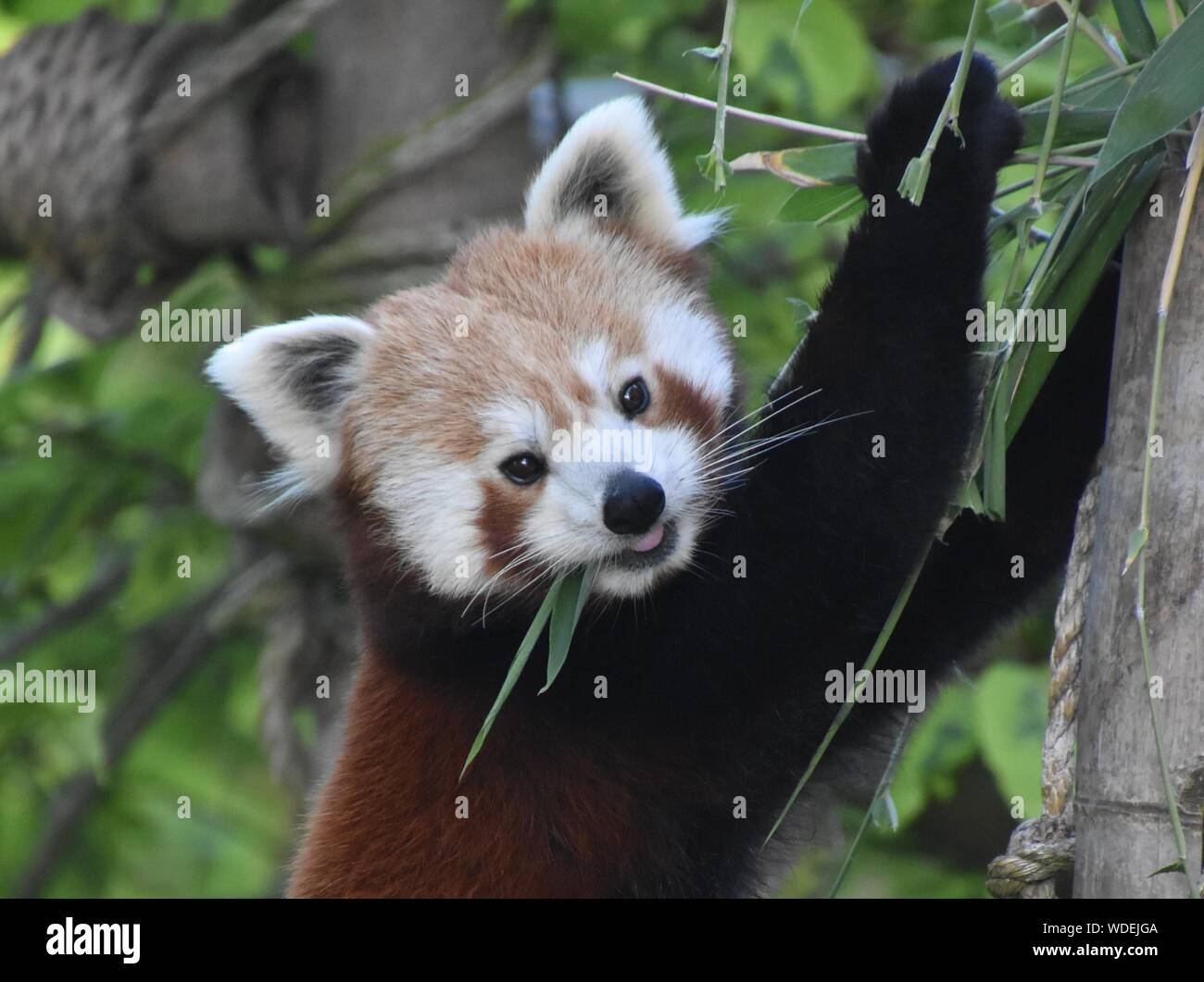 Red panda side view hi-res stock photography and images - Alamy