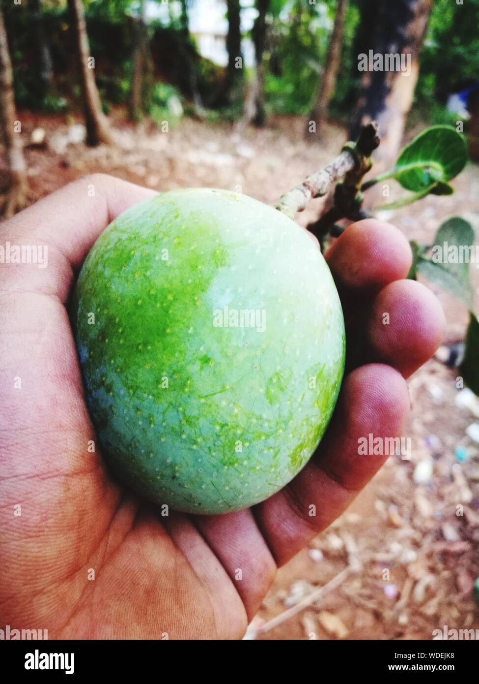 Hand mango hi-res stock photography and images - Alamy