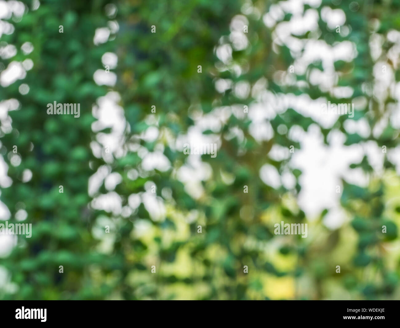 Abstract shot out of focus tree for background. Bokeh, Blurs Stock ...