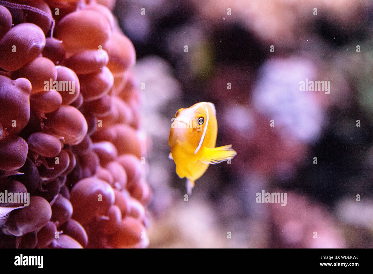 Underwater swimming fish hi-res stock photography and images - Alamy