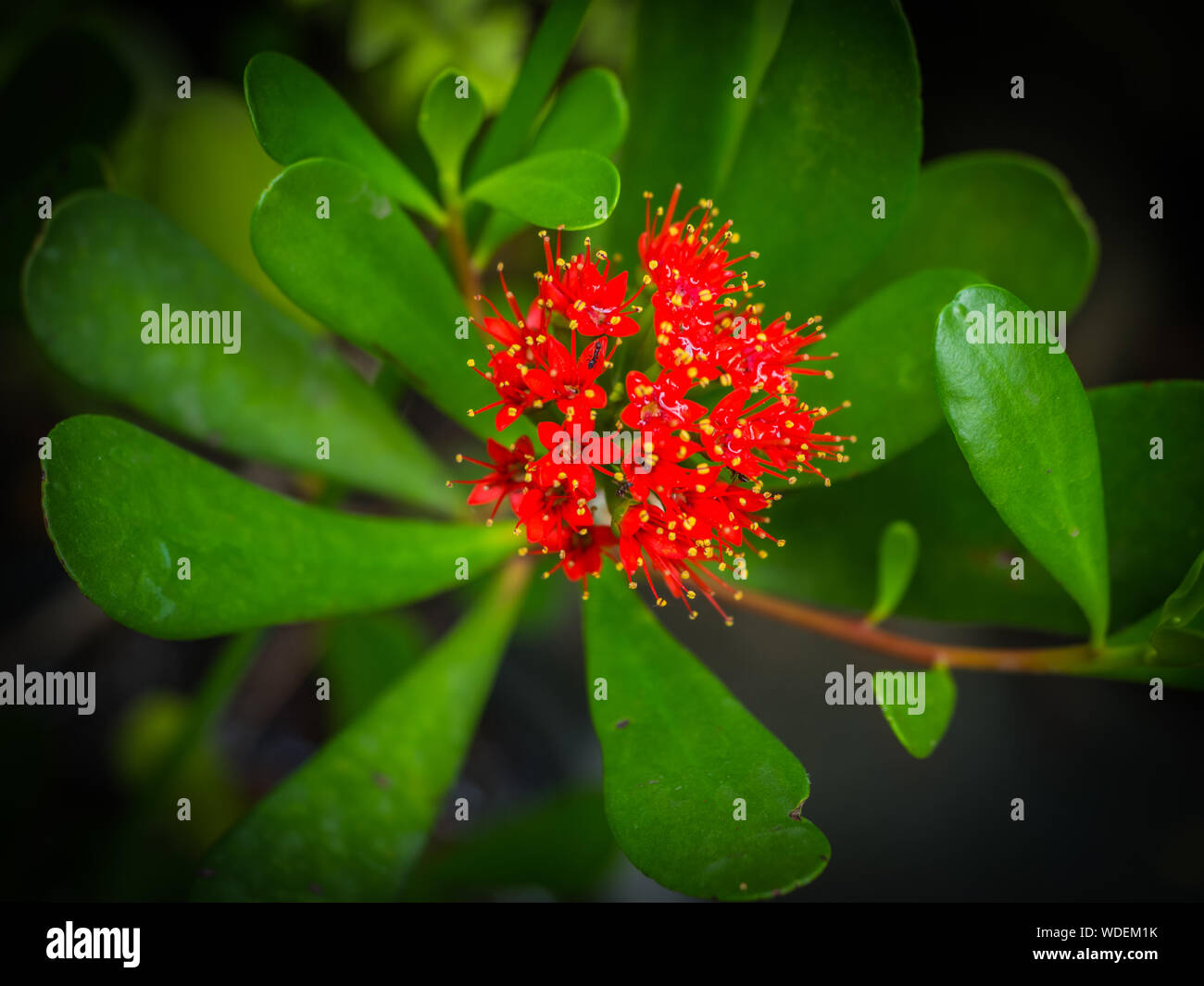 Low key of Blurred with noise Red flower spike or Oxymora coccinea ...