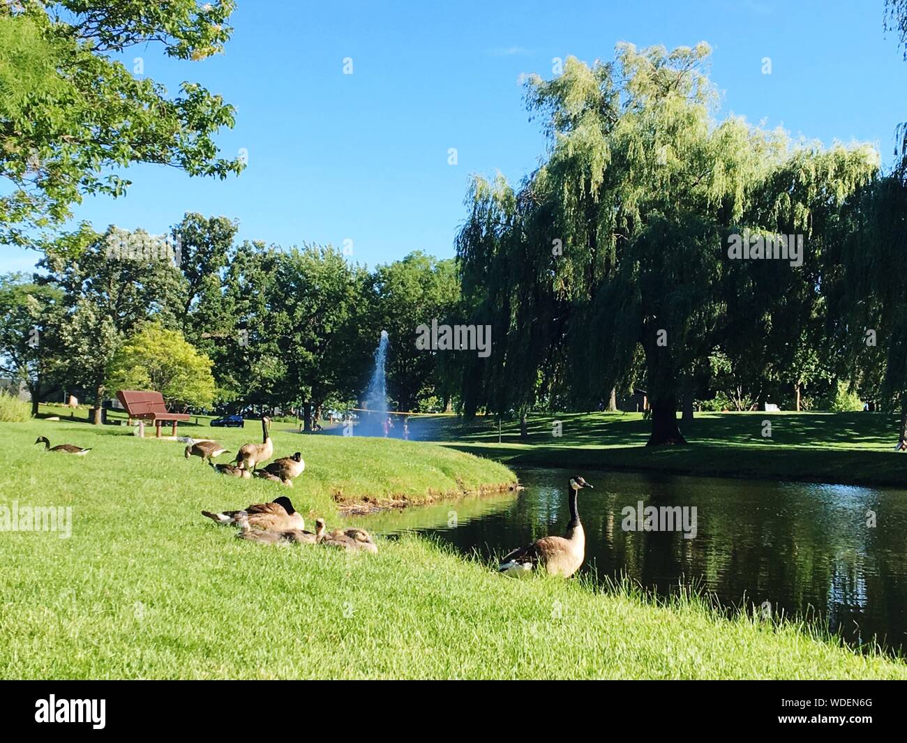 Canada geese pond hi-res stock photography and images - Alamy
