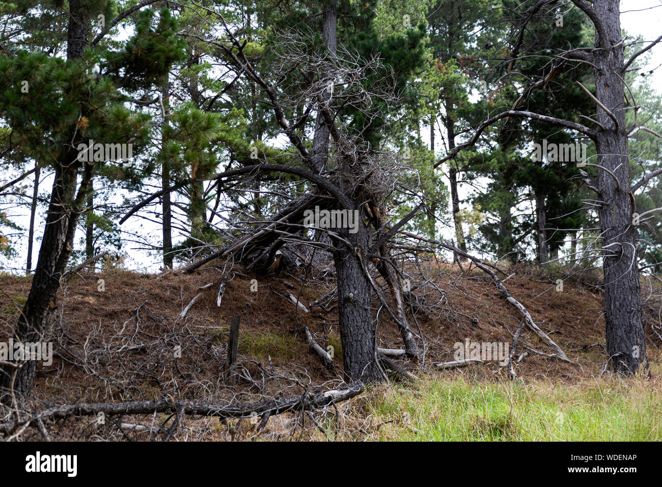 Tree Snapped In Half High Resolution Stock Photography and Images - Alamy