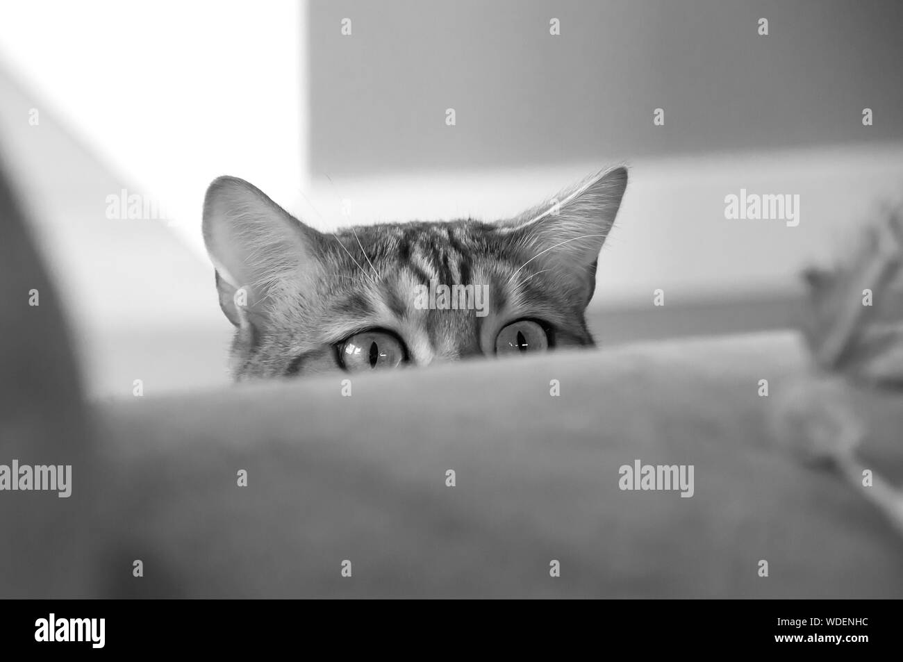 Cat hiding table hi-res stock photography and images - Alamy