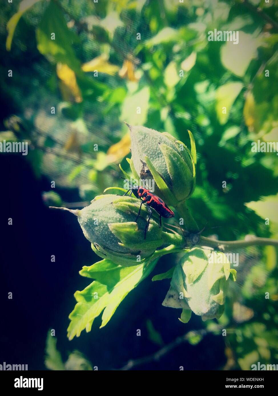 No one buds hi-res stock photography and images - Alamy