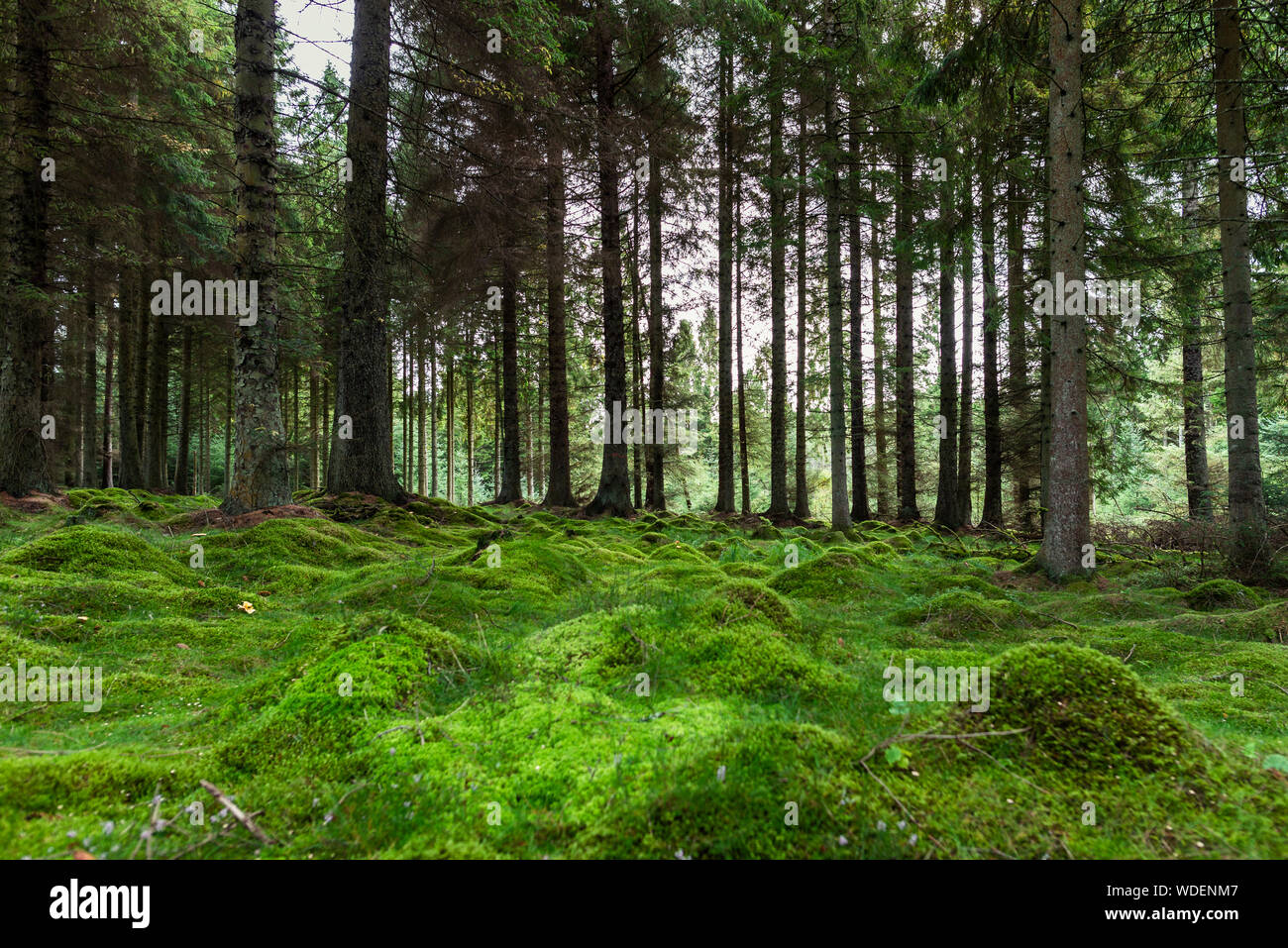Kielder forest hi-res stock photography and images - Alamy