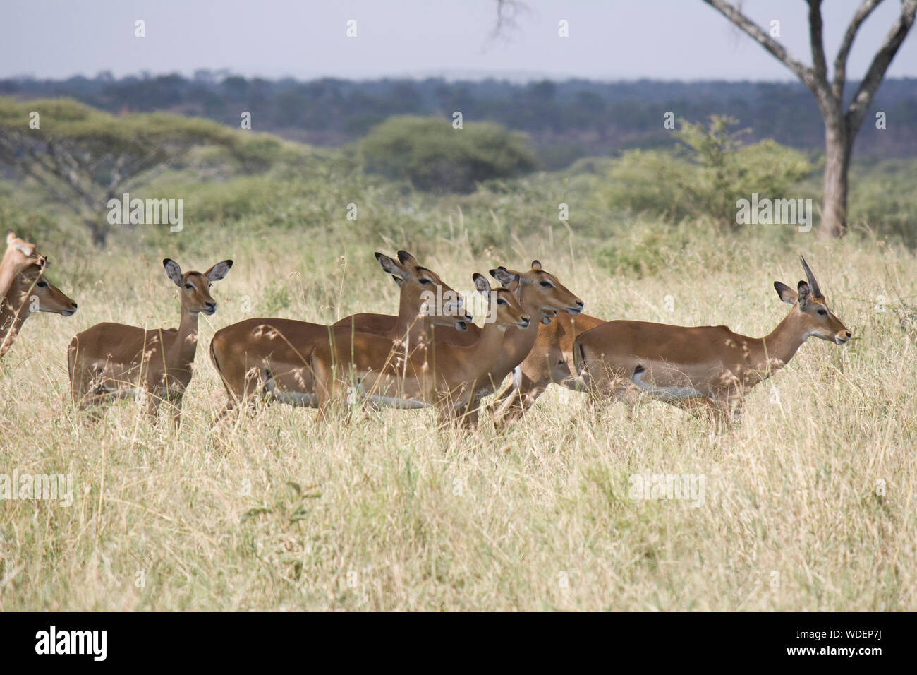 Flock of deer hi-res stock photography and images - Alamy