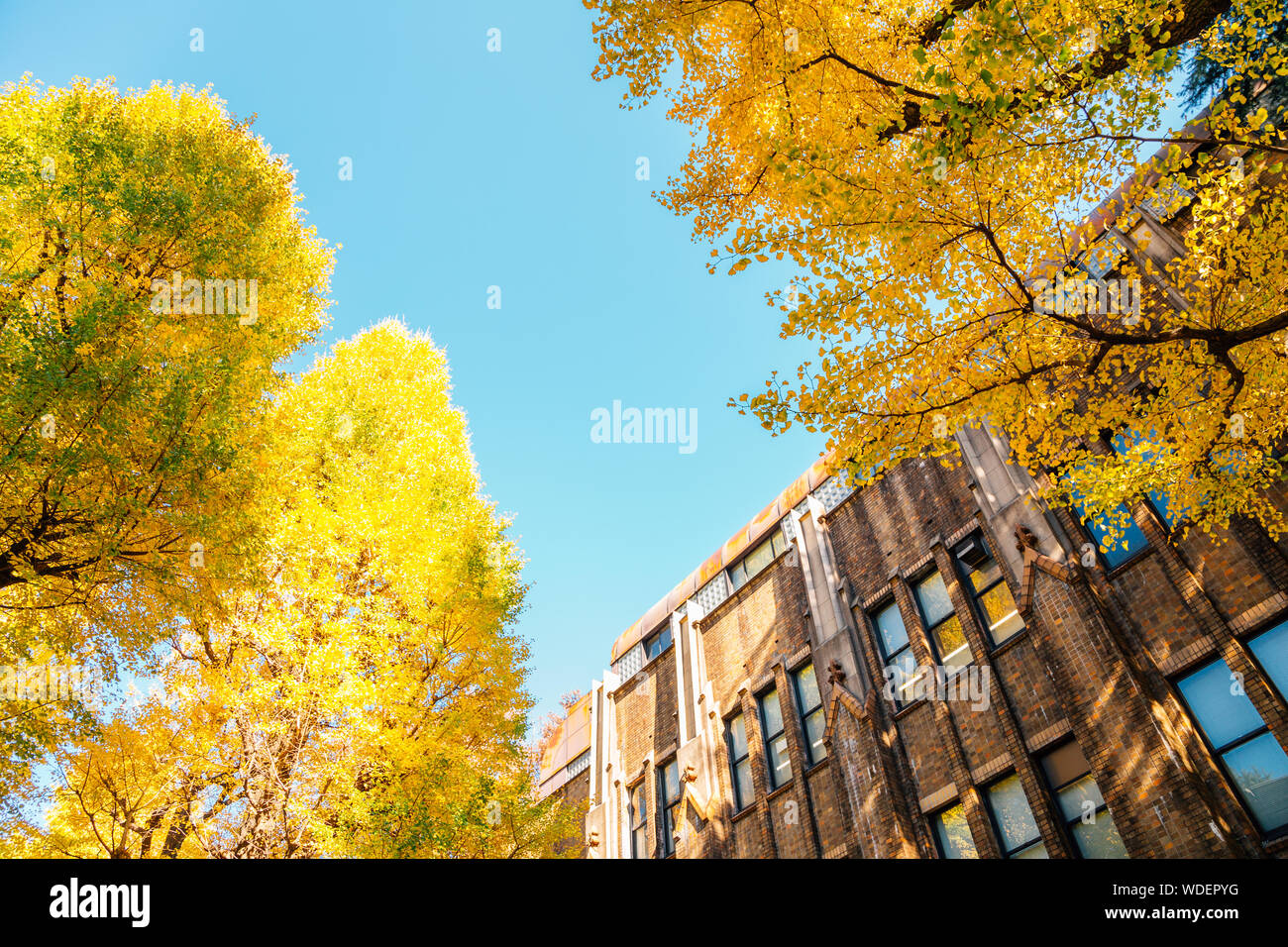 The University of Tokyo with autumn ginkgo tree in Tokyo, Japan Stock ...