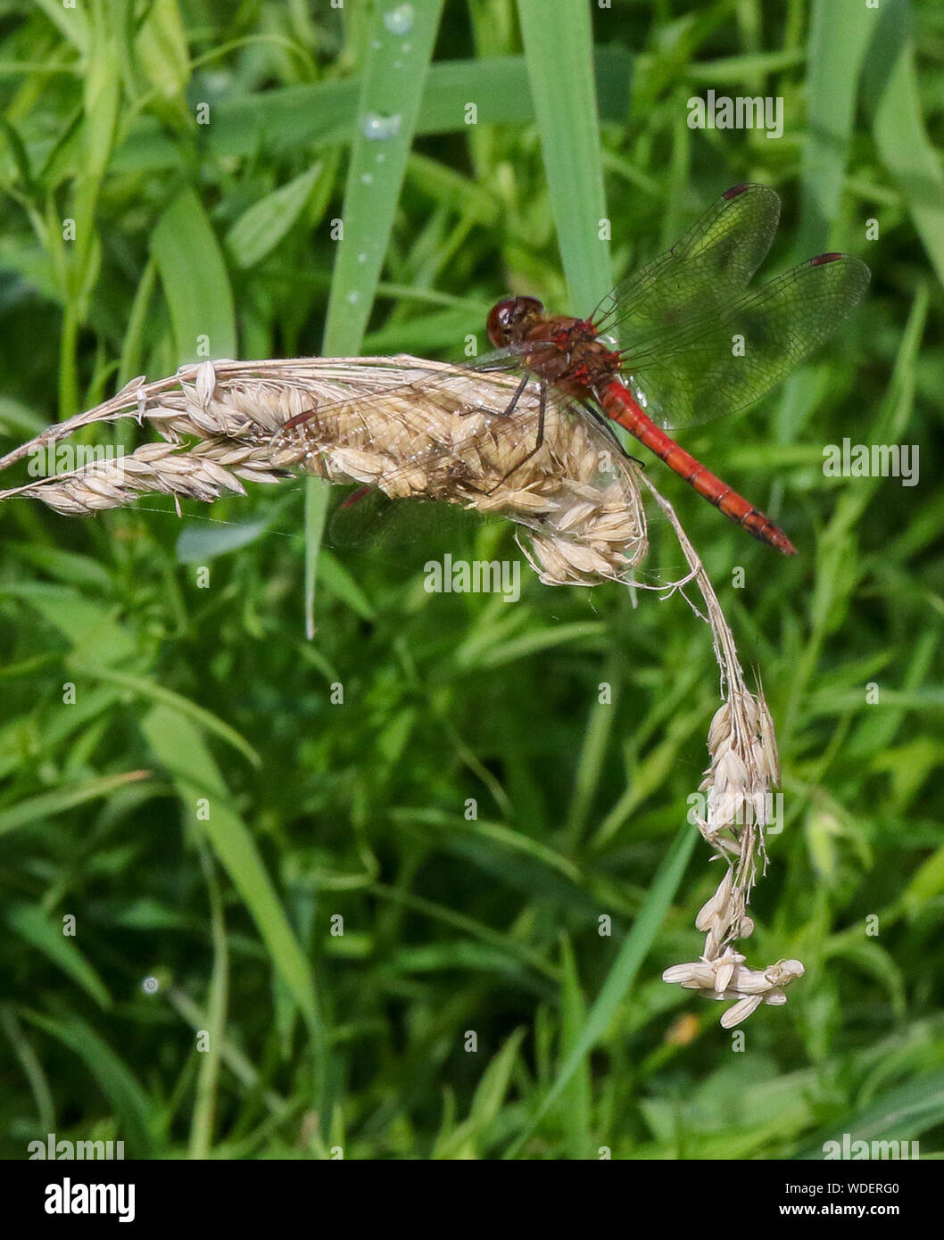 Kinnego lough neagh summer hi-res stock photography and images - Alamy