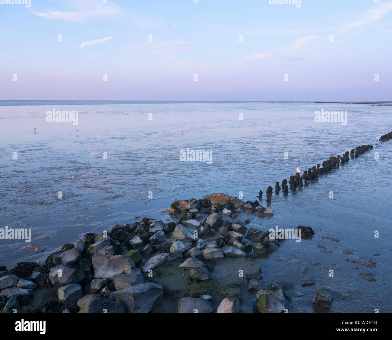 Wadd hi-res stock photography and images - Alamy