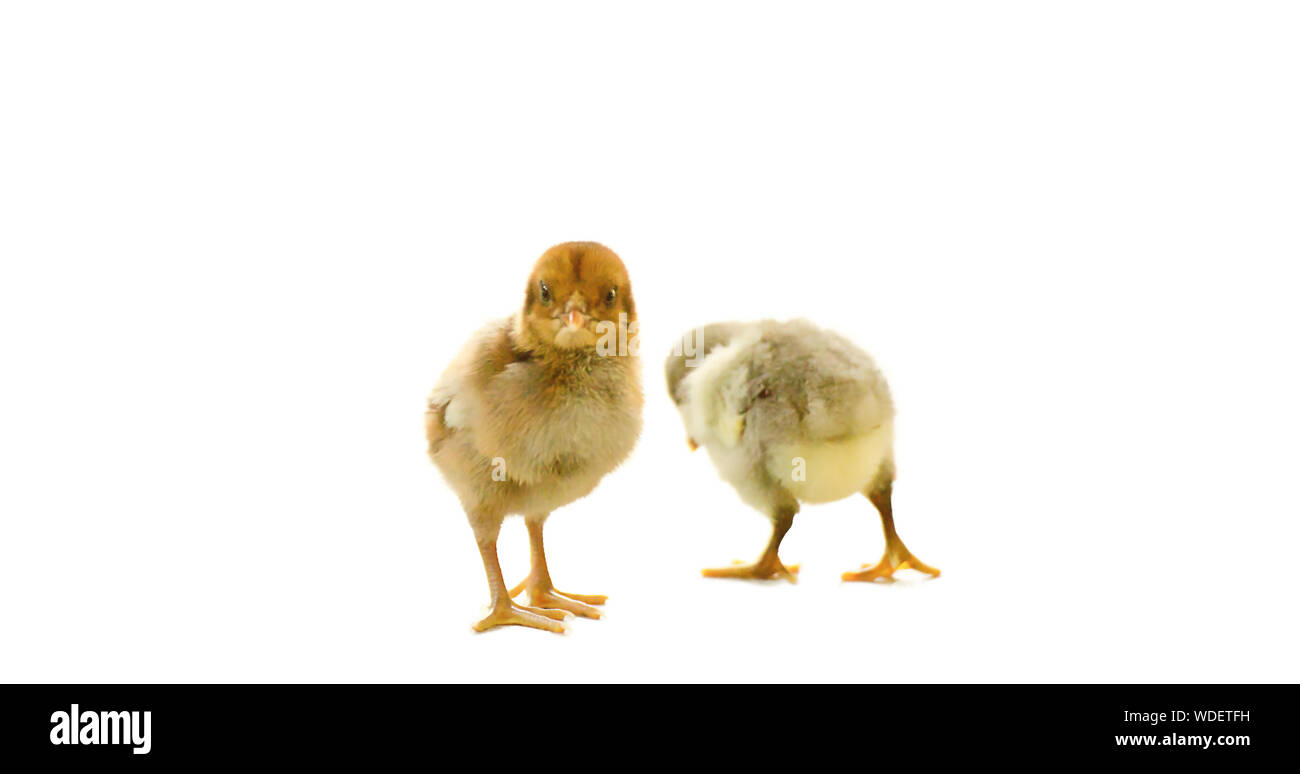 Two white chickens hi-res stock photography and images - Alamy