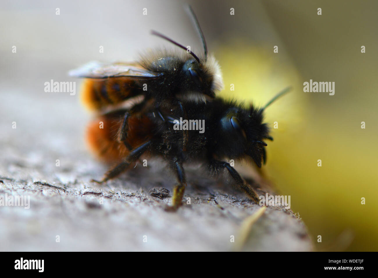 Bees mating hi-res stock photography and images - Alamy