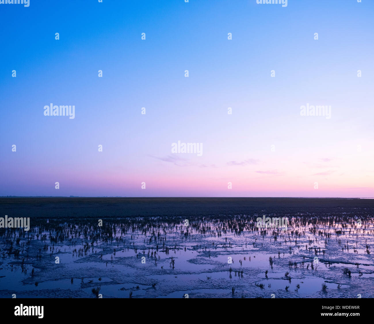 Wadd hi-res stock photography and images - Alamy