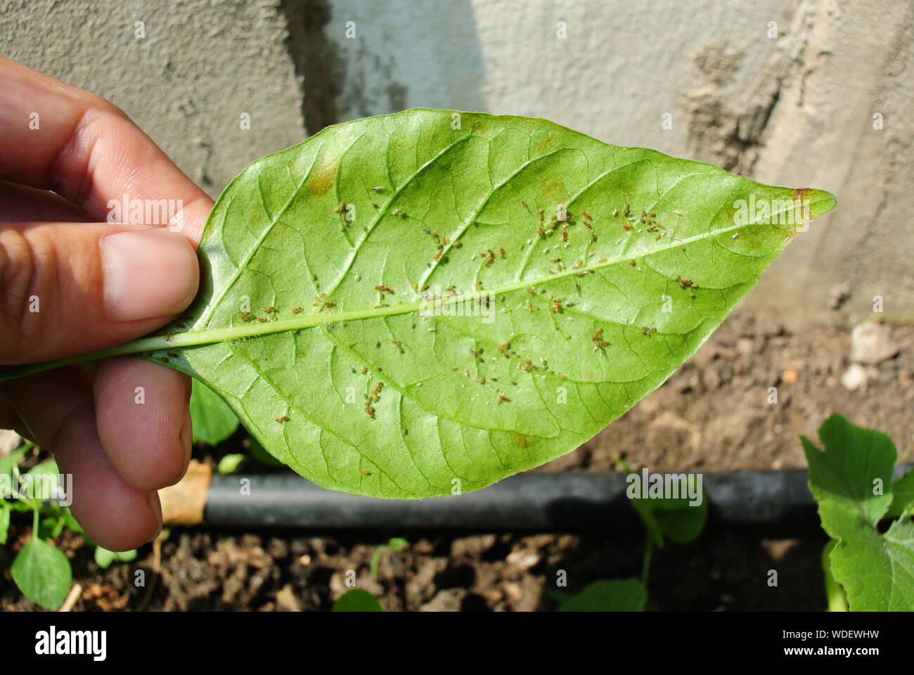Leaf insects hi-res stock photography and images - Alamy