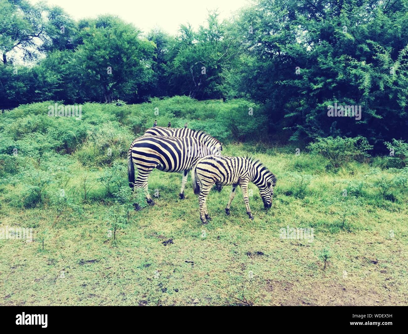 Family of zebra hi-res stock photography and images - Alamy