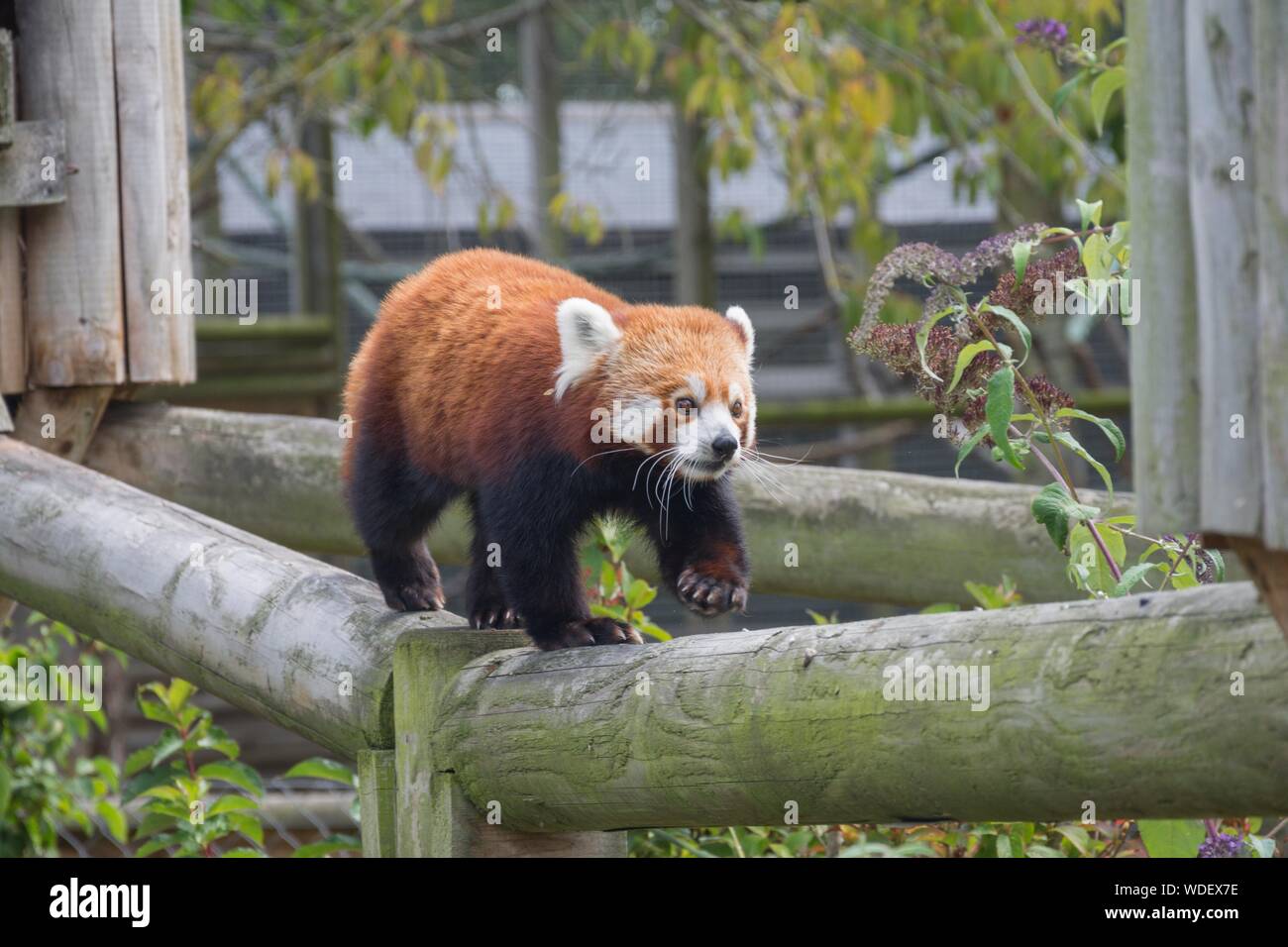 Red Panda Walking On Logs Stock Photo - Alamy