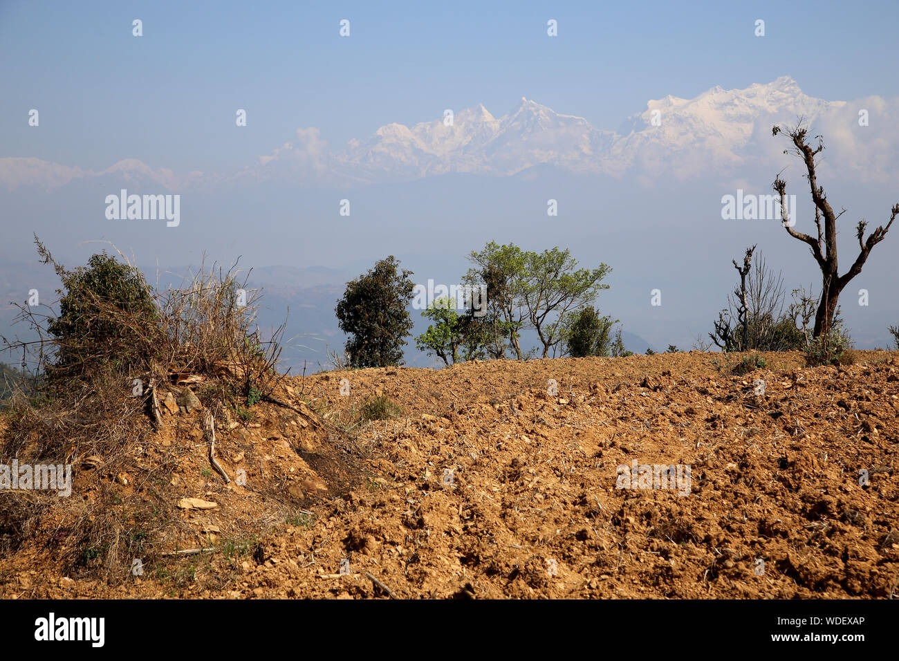 Himalayas Trees High Resolution Stock Photography and Images - Alamy