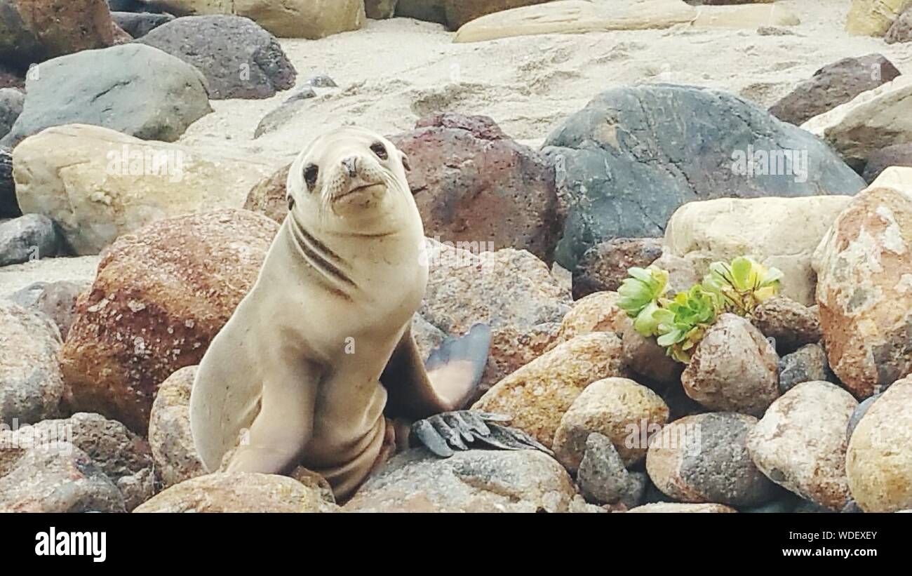 Seal rocks hi-res stock photography and images - Alamy