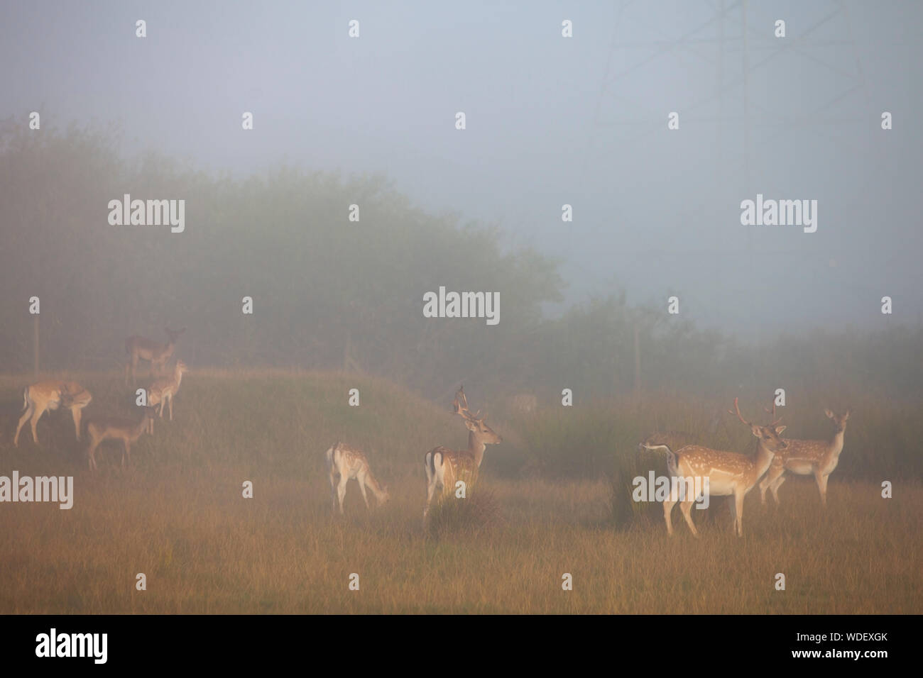 fallow deer in morning mist in field near Norden in north germany Stock ...
