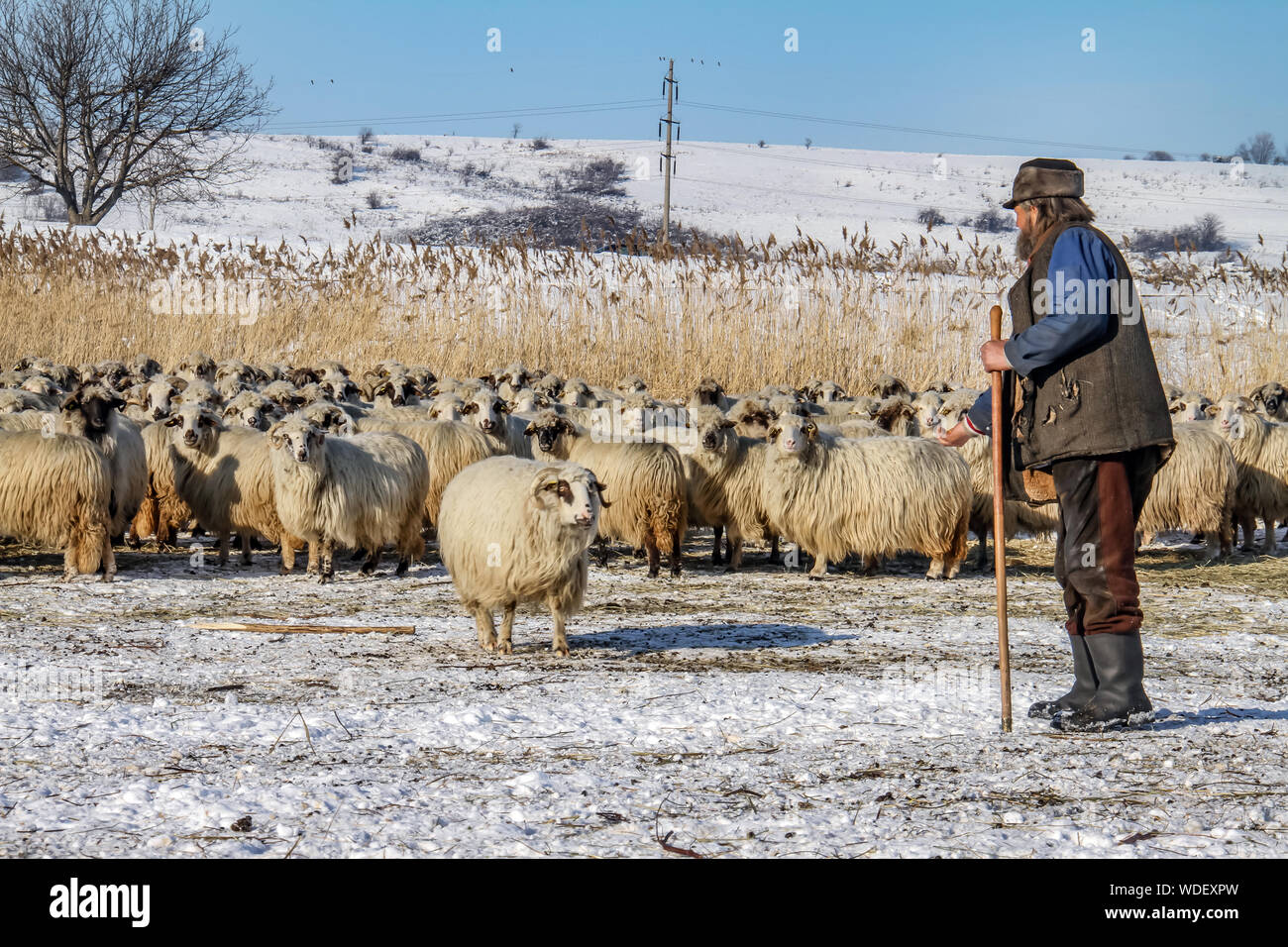 Man and sheep hi-res stock photography and images - Alamy