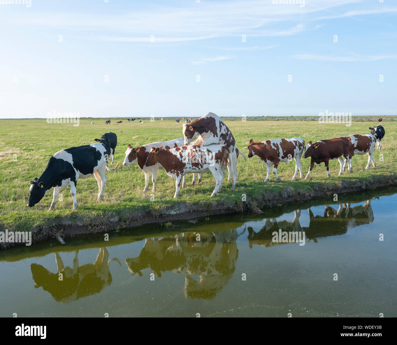 Bull grass hi-res stock photography and images - Alamy