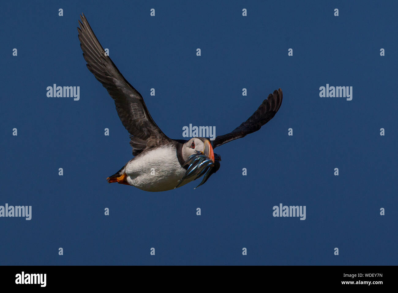Puffin carrying fish hi-res stock photography and images - Alamy