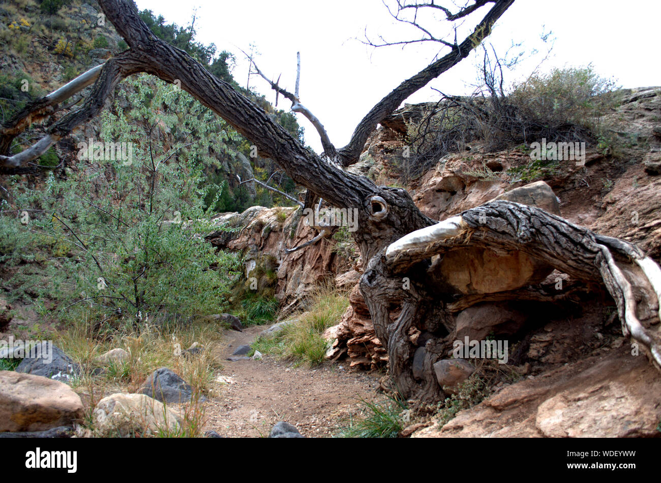 Tree dam hi-res stock photography and images - Alamy