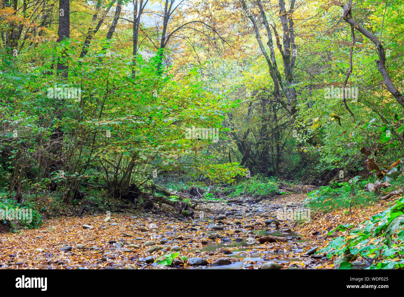 Streamlet in autumn forest hi-res stock photography and images - Alamy