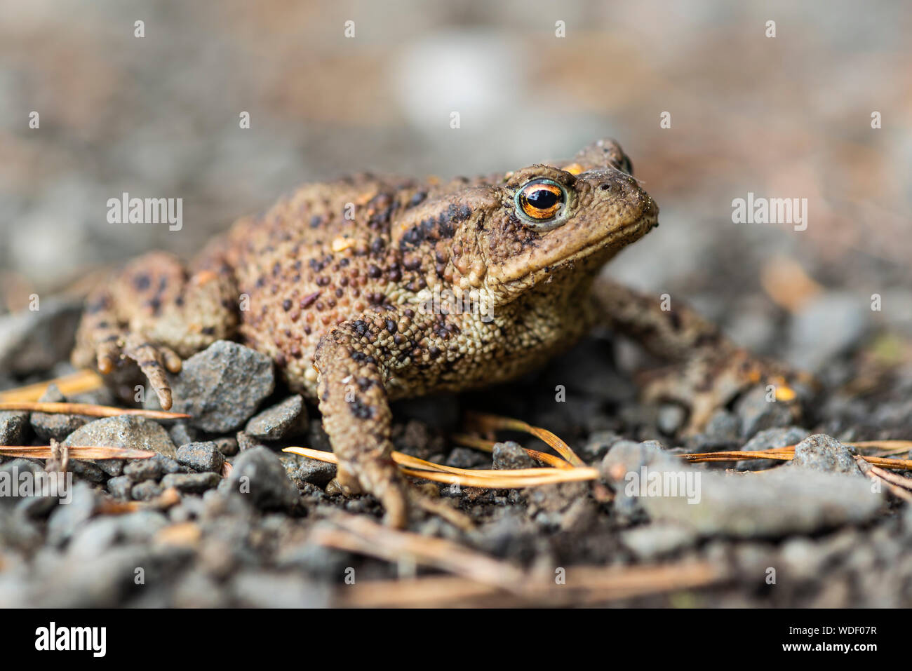 Eye Level Toad High Resolution Stock Photography and Images - Alamy