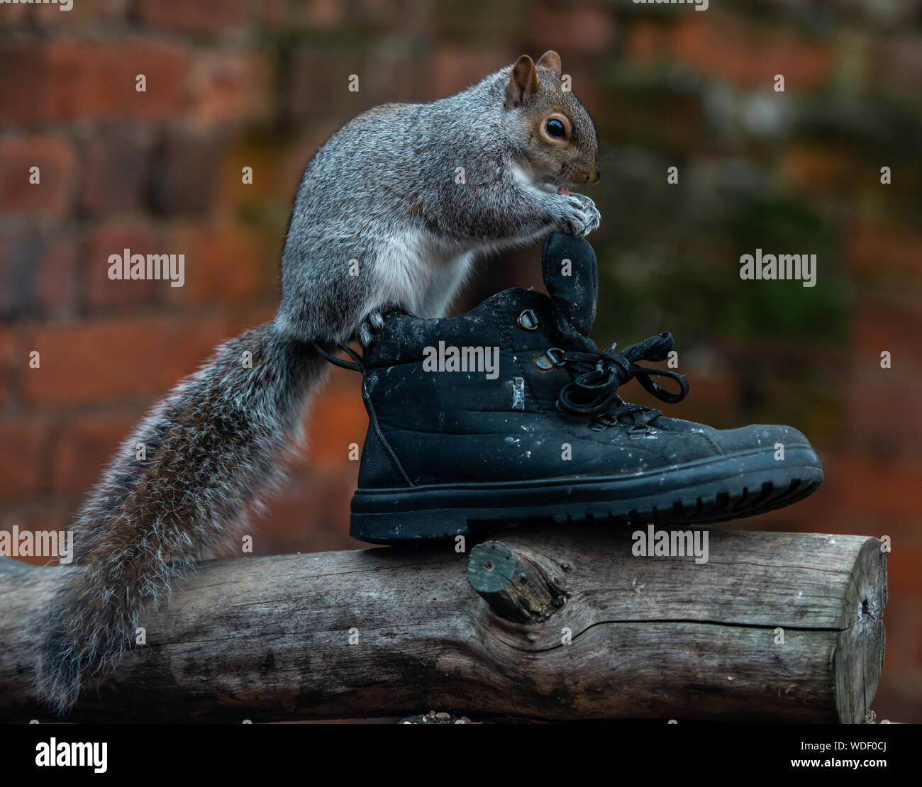 A Grey Squirrel eating on top of a black boot Stock Photo - Alamy