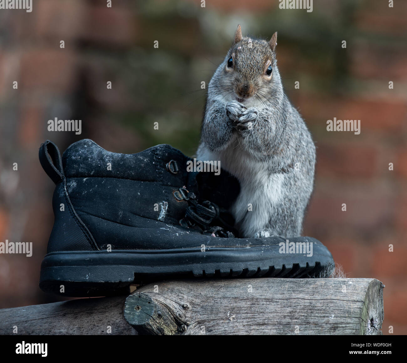 A Grey Squirrel eating on top of a black boot Stock Photo - Alamy