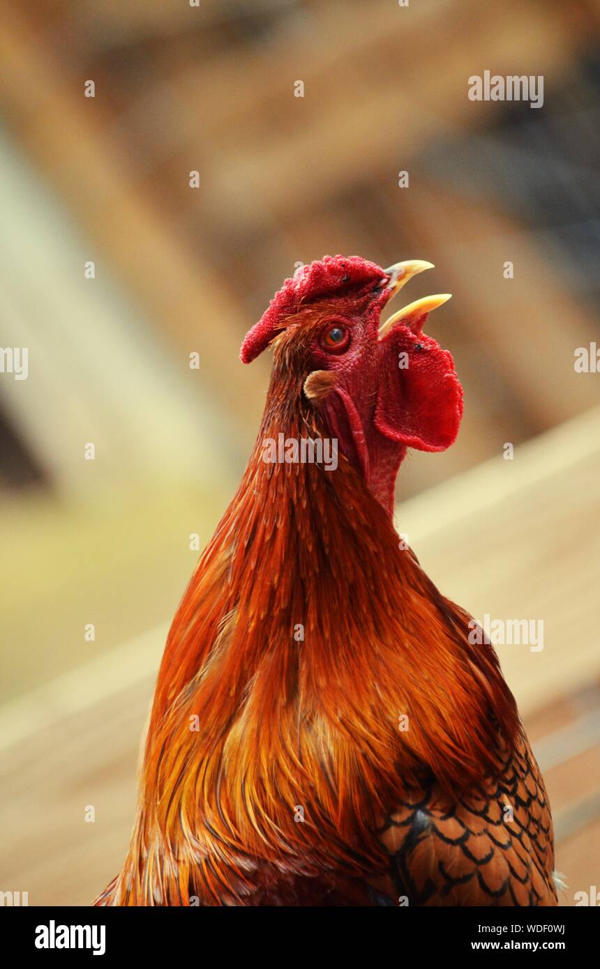 Rooster front view hi-res stock photography and images - Alamy