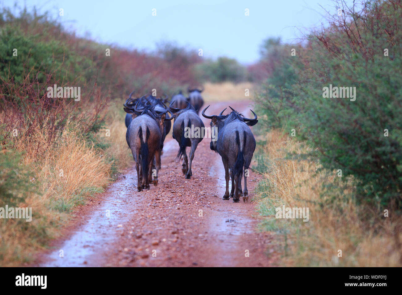 Buffaloes walking road hi-res stock photography and images - Alamy