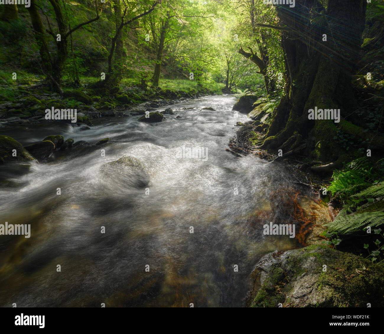 The stream of a river flows through a green oak forest in a valley of ...