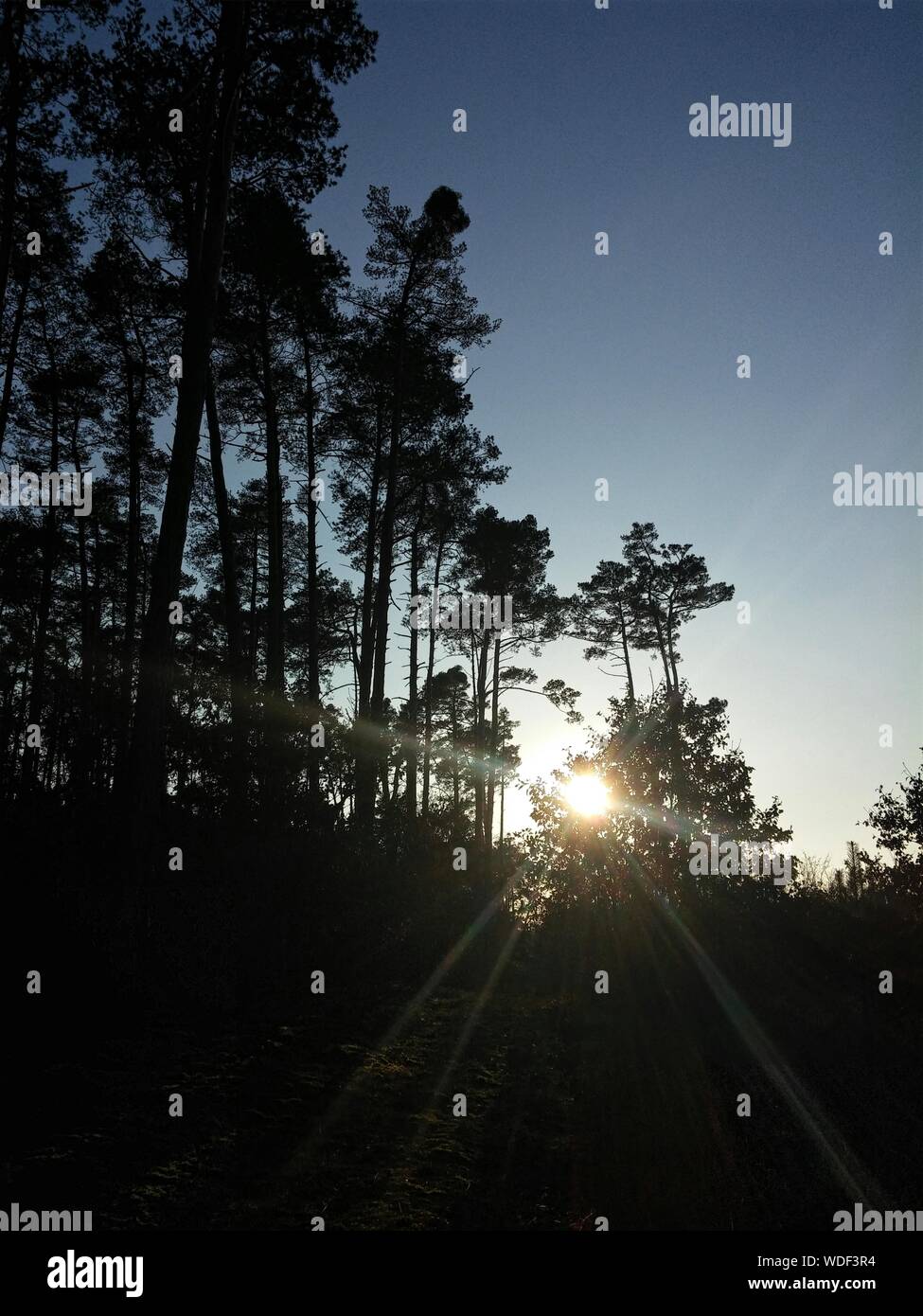 Setting sun in the trees hi-res stock photography and images - Alamy