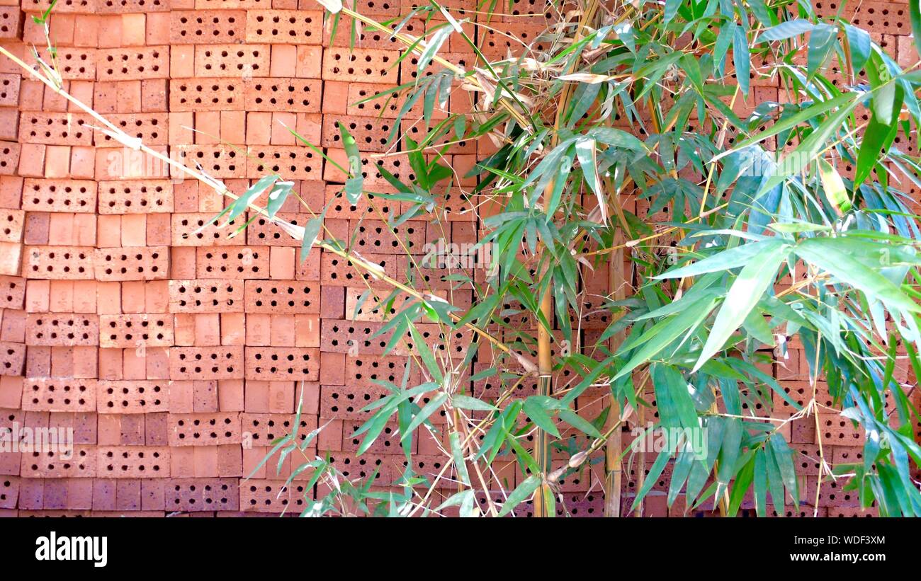 Stack plant hi-res stock photography and images - Alamy