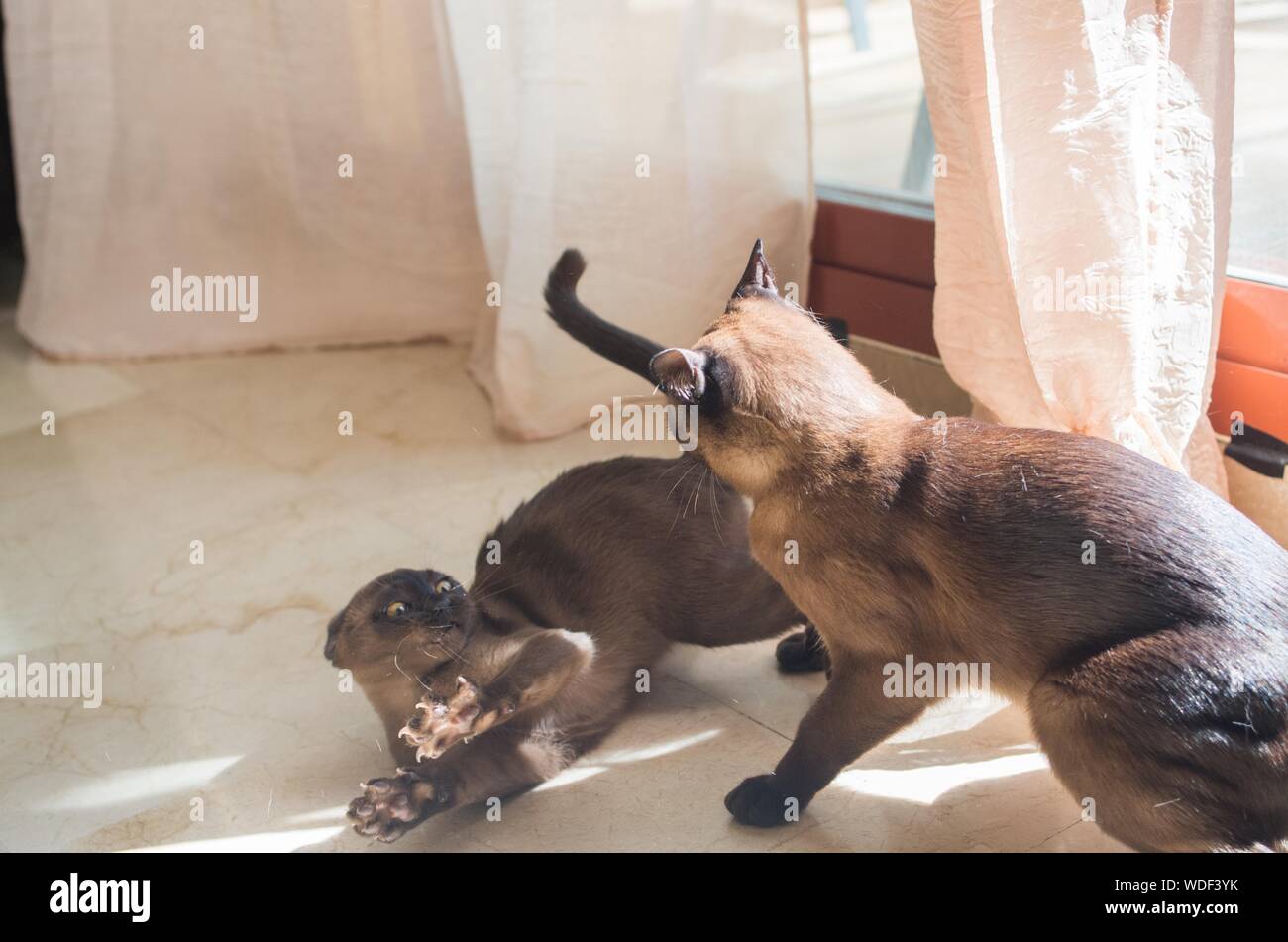 Two Cats Fighting High Resolution Stock Photography and Images - Alamy