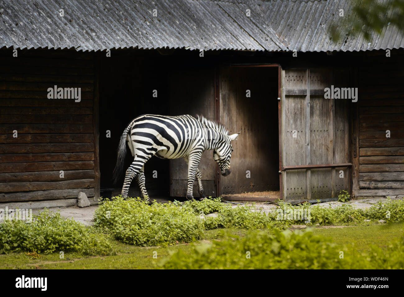 zebra on the background of the old house in zoo park comes into the ...