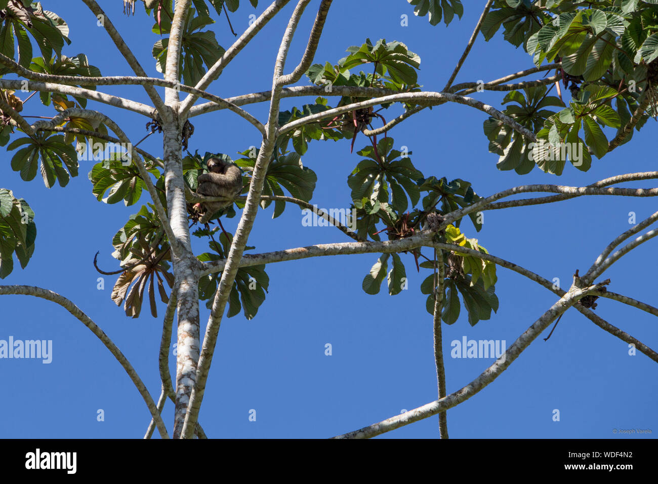 Sloth bear tree hi-res stock photography and images - Alamy