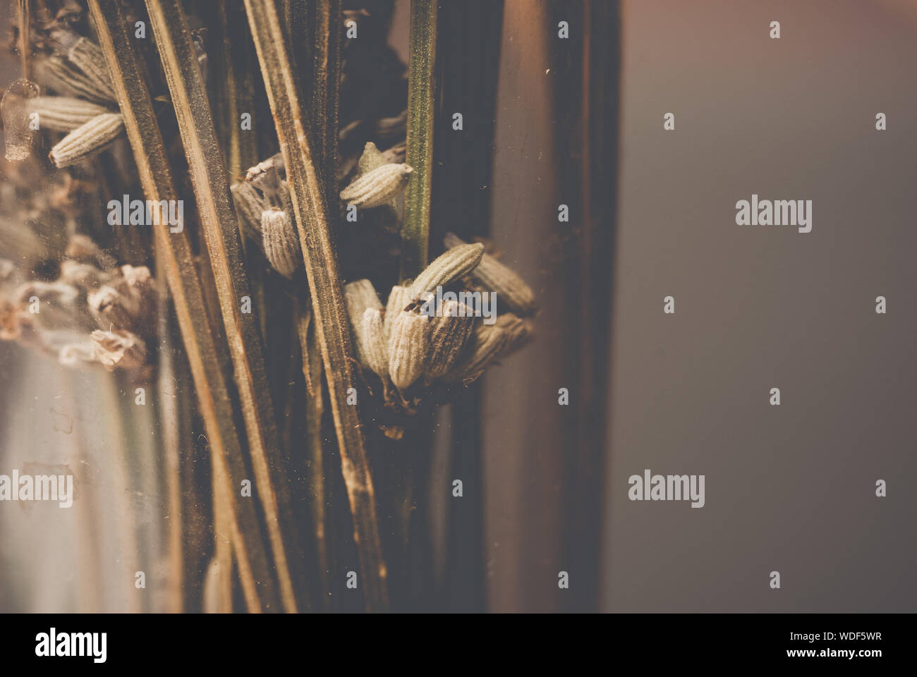 Details of plant hi-res stock photography and images - Alamy