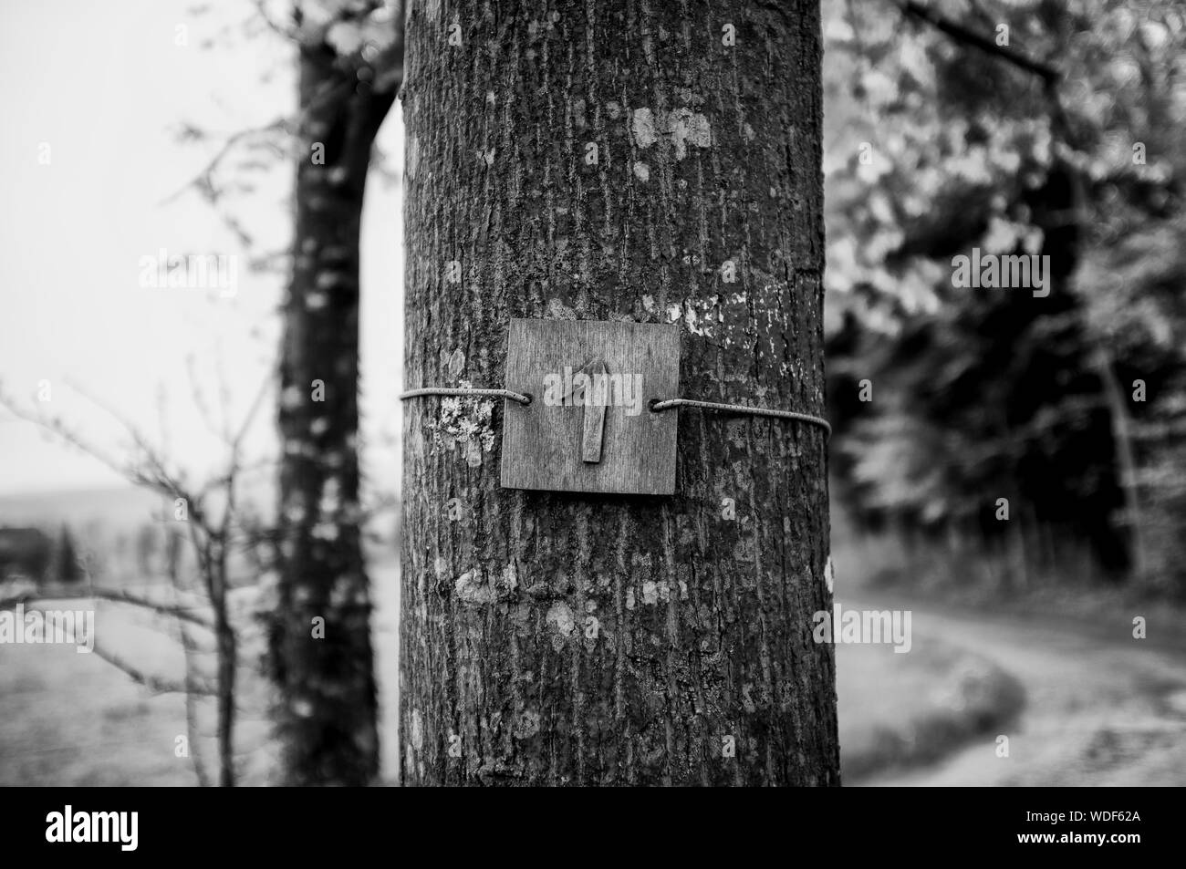 Tree 1 hi-res stock photography and images - Alamy