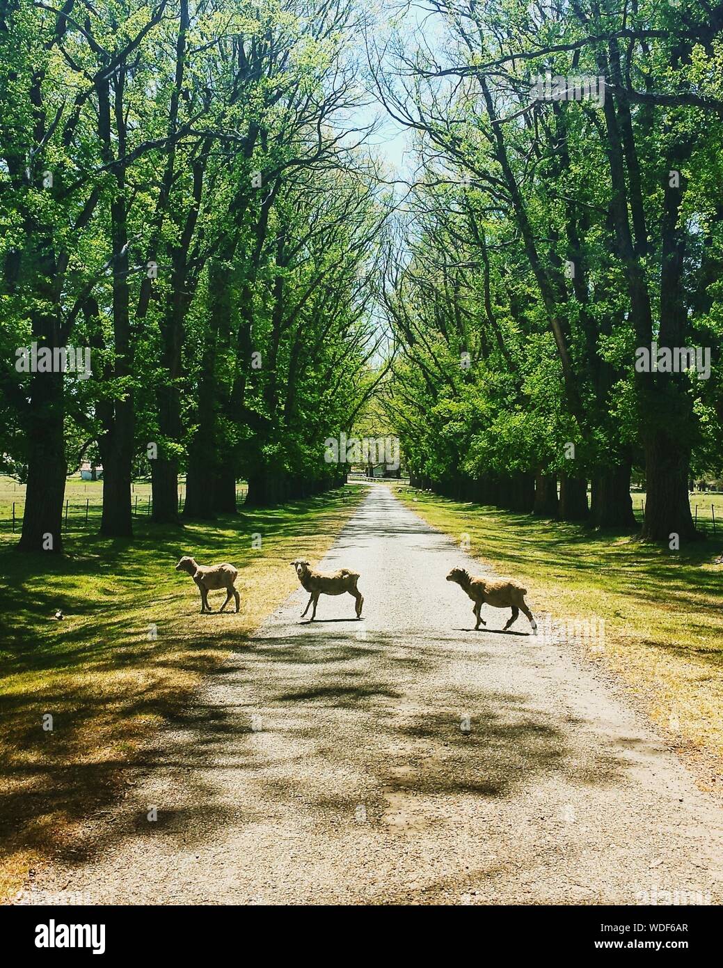 Sheep Crossing Country Road Amidst Trees Stock Photo - Alamy Sheep Crossing Country Road Amidst Trees Stock Photo - Alamy