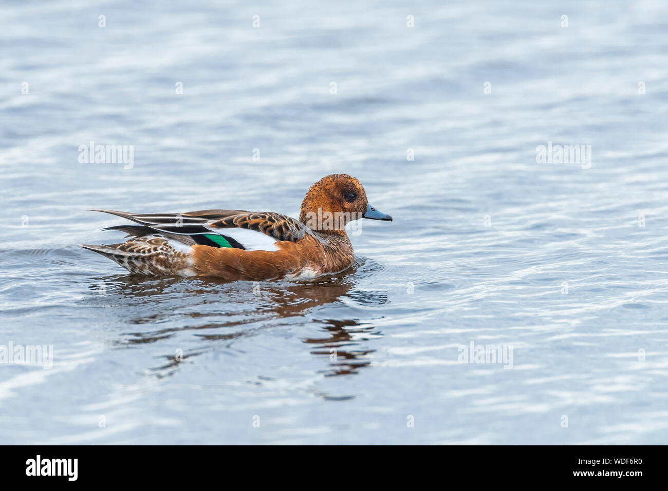 Eurasian wigeon bird hi-res stock photography and images - Alamy